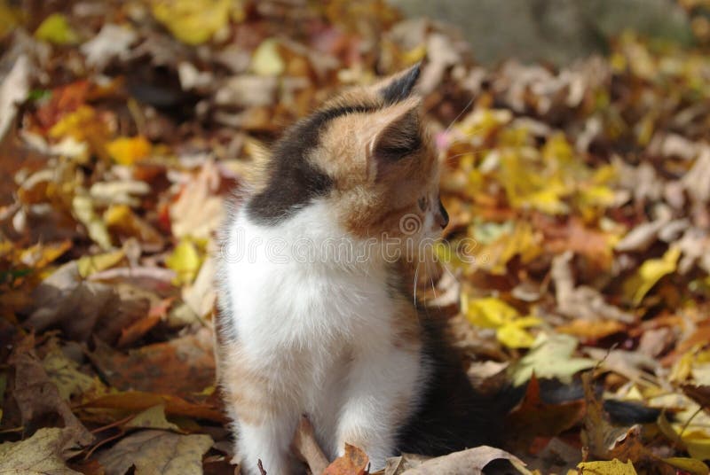 Exploring in the Fall stock image. Image of mischief - 61302471