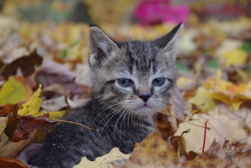 Exploring in the Fall stock photo. Image of playing, orange - 61302594