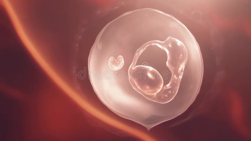 Exploring the Fascinating Journey of a Single Cell during Early ...