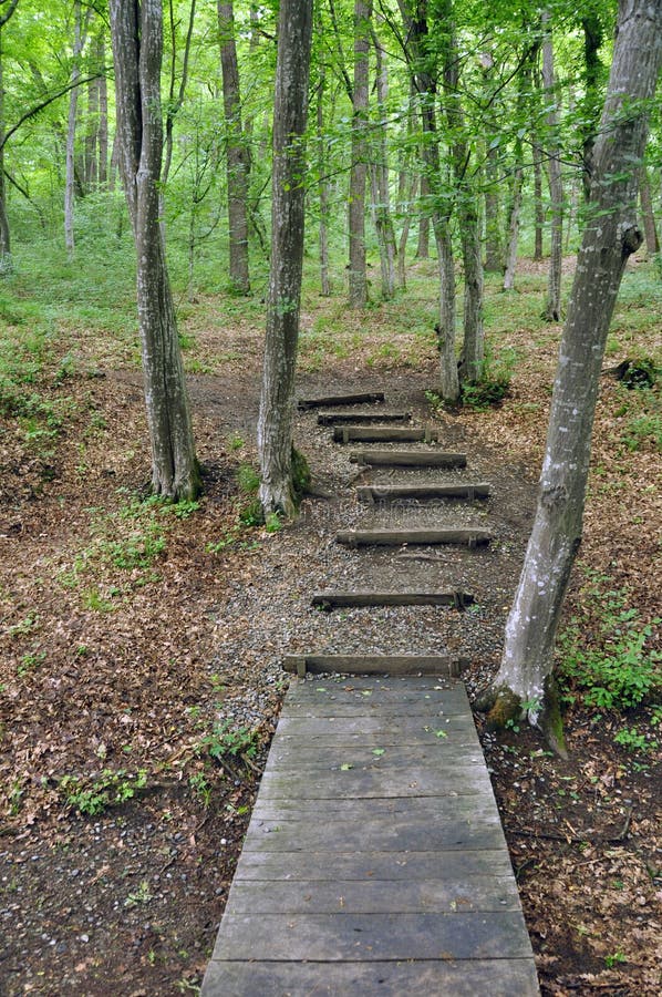 Exploring forest stock image. Image of heaven, botanical - 25015969