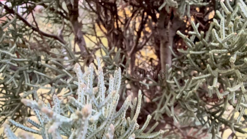 Exploring the Intricate Detail of Foliage Featuring a Diversity of ...