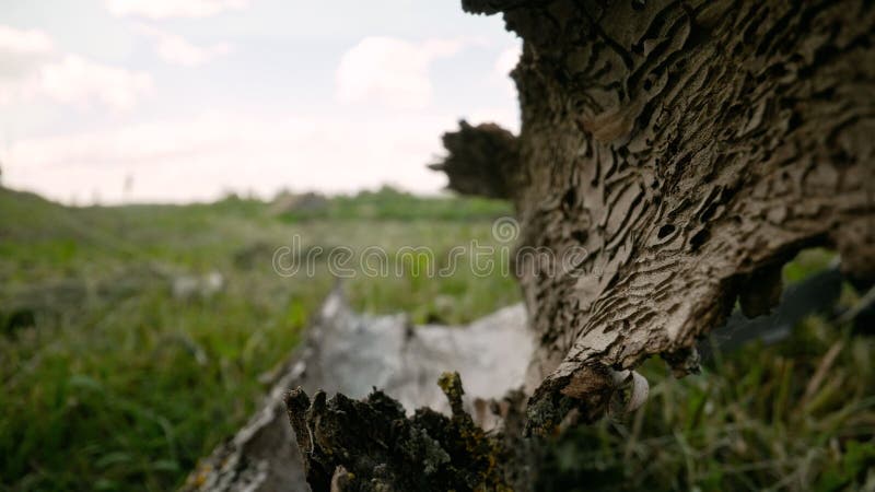 Revealing Erosion Patterns Stock Illustrations – 4 Revealing Erosion ...