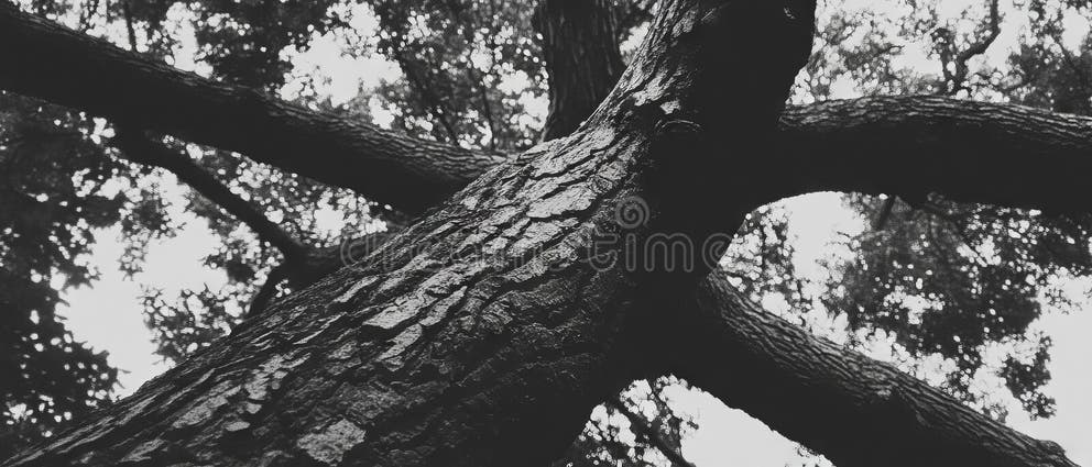 Exploring Intricate Patterns and Textures of Tree Bark from a Unique ...