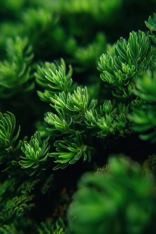 Exploring Harmonious Natural Patterns Vibrant Stock Photos - Free ...