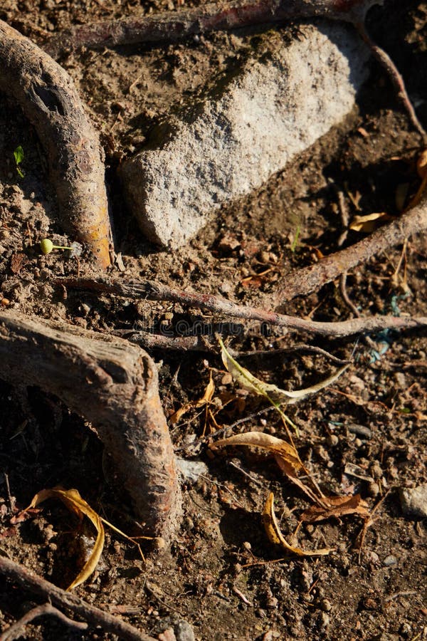 Exploring the Intricate Roots and Soil Texture Found within a Natural ...