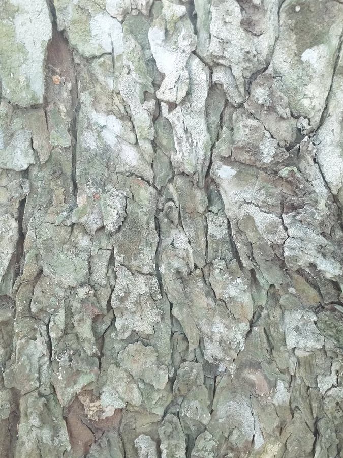 Exploring the Intricate Texture of Bark Stock Photo - Image of texture ...
