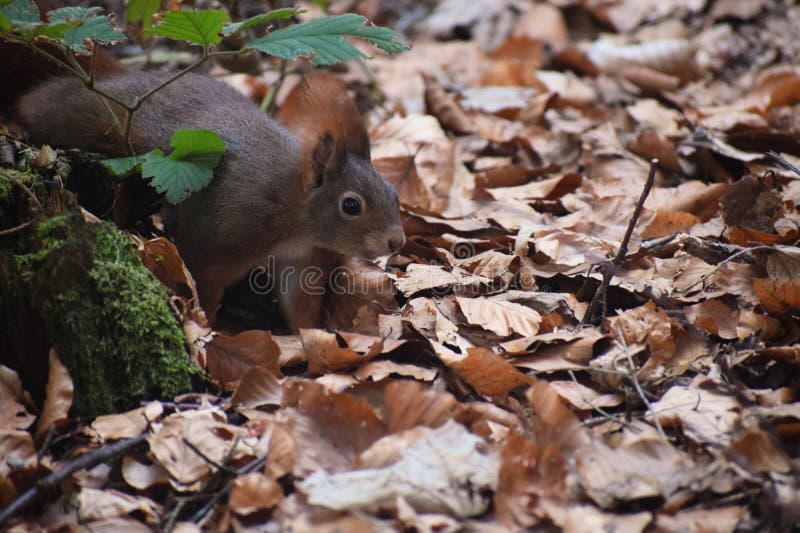 Exploring the Leaf-Littered Woodland Stock Image - Image of rodent ...