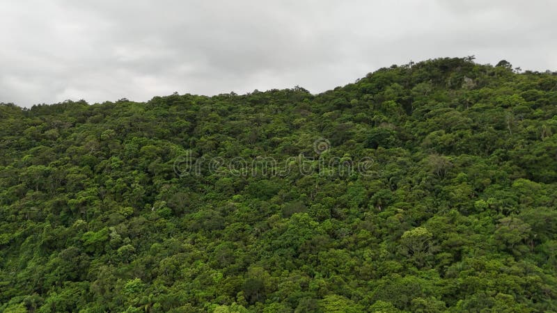 Exploring the Lush Green Mountains of a Tropical Rainforest Stock Video ...