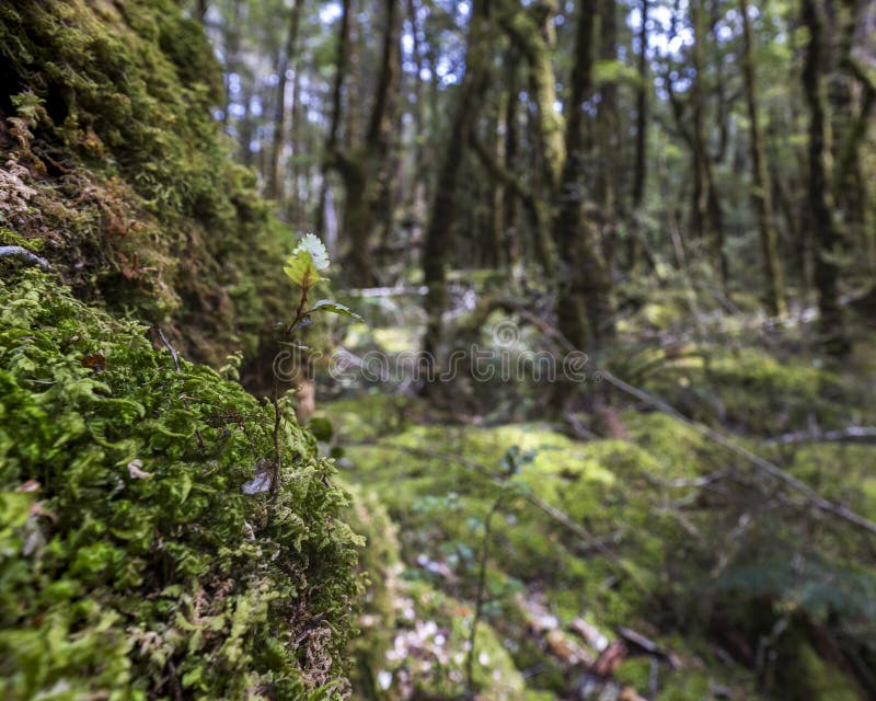 Exploring the Lush Jungles of Southern New Zealand Stock Photo - Image ...