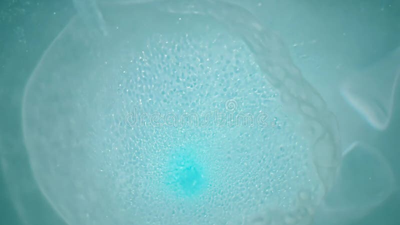 Exploring Microscopic Bubbles in a Clear Liquid Under a High-powered ...