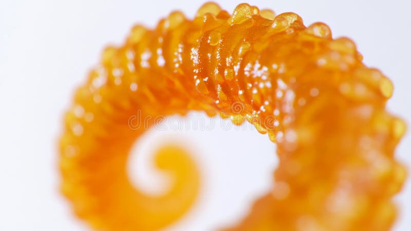 Exploring the Microscopic World of Campylobacter Jejuni and Its ...