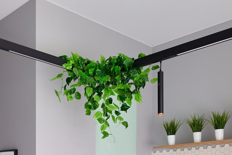 Exploring Modern Interior Design by Incorporating Greenery and Stylish ...