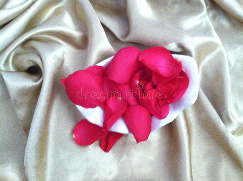 Rose Petals in Shell Against Satin Background Stock Image - Image of ...