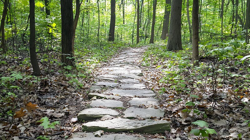 Exploring Nature Trails Forest Path Photography Tranquil Environment ...
