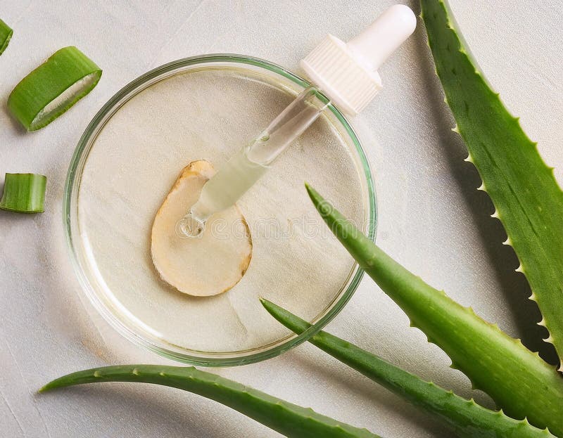 Exploring the Potentials of Aloe Vera Extract in Laboratory Research ...