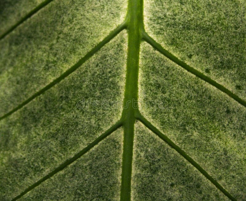 Exploring Textured Leaf Surfaces Stock Photo - Image of lose, symphony ...