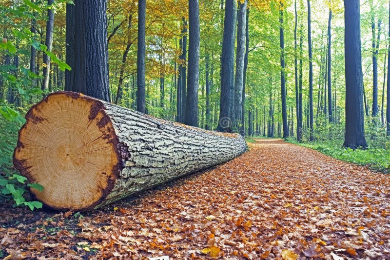 Exploring the Tranquil Forest Pathway with Fallen Tree Trunk and Autumn ...