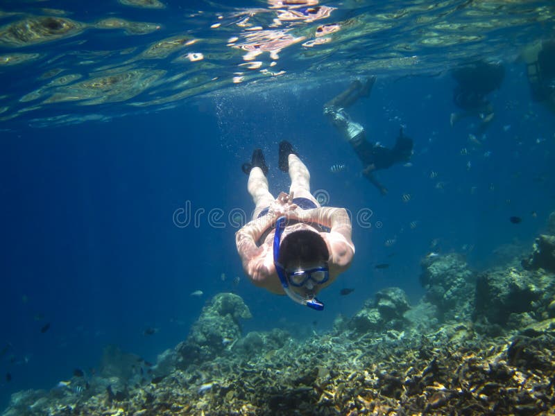 Exploring underwater stock photo. Image of diving, animal - 25871392