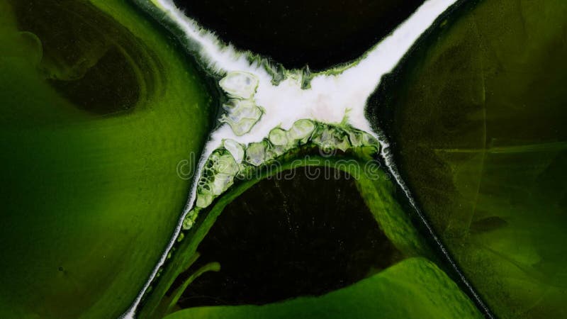 Exploring Vibrant Green Algae Patterns in a Petri Dish during a Science ...