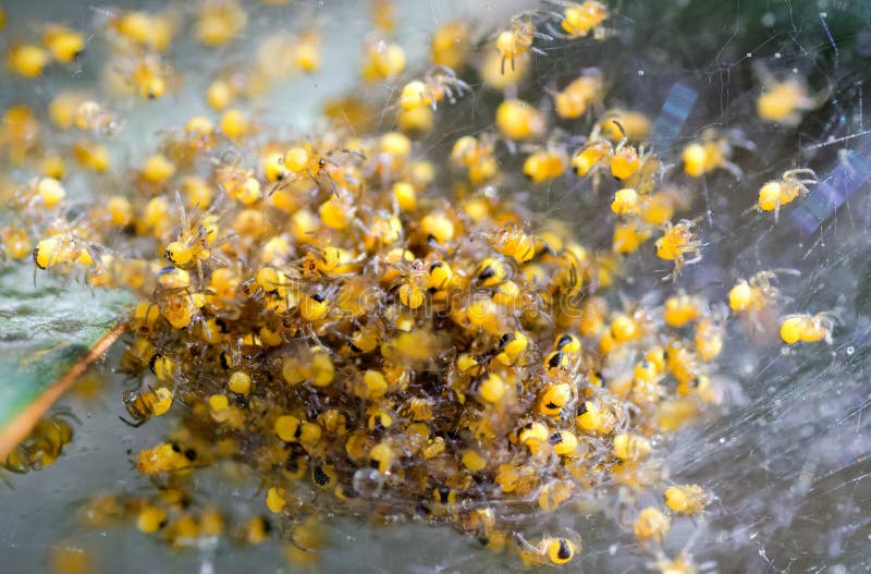 Explosion of birth. stock photo. Image of spider, consisted - 45755986