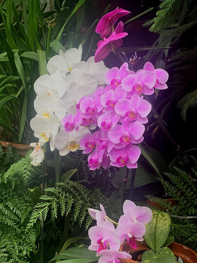 Spring is back! stock image. Image of shrub, back, beautiful - 274313855