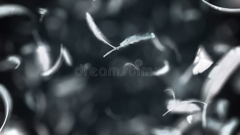 Explosion of Feathers in 4K Stock Video - Video of black, flowing ...
