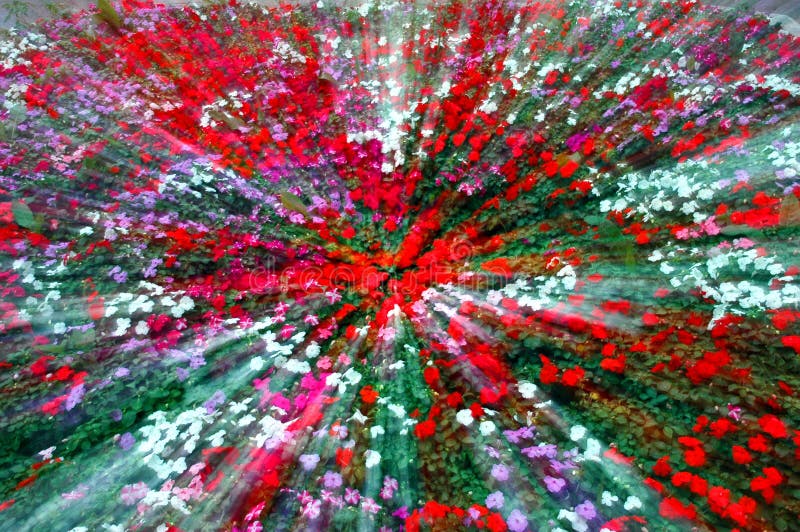 Explosion of Flowering Spring Stock Image - Image of element, butterfly ...