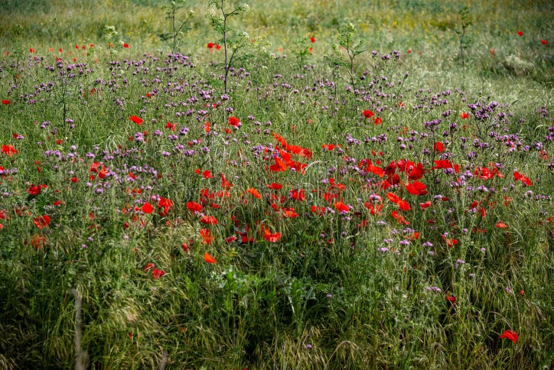 Explosion of Flowers and Plants in Spring in Spain Stock Photo - Image ...