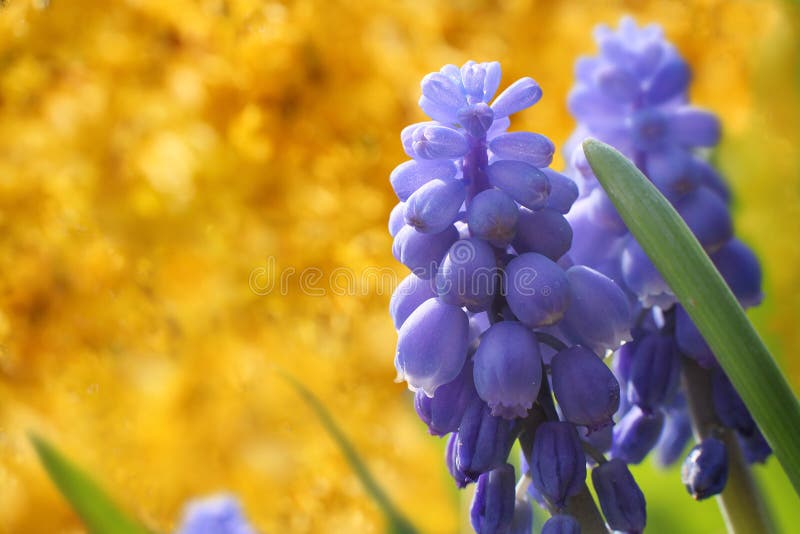 Explosion of spring colors stock photo. Image of purple - 40191992