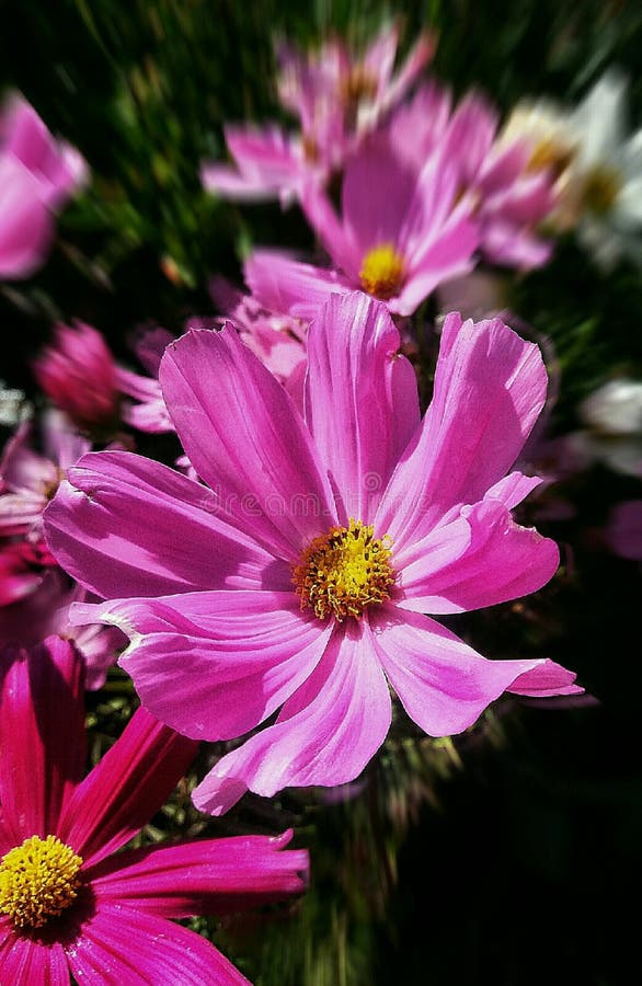The explosion of spring stock photo. Image of yellow - 95511014
