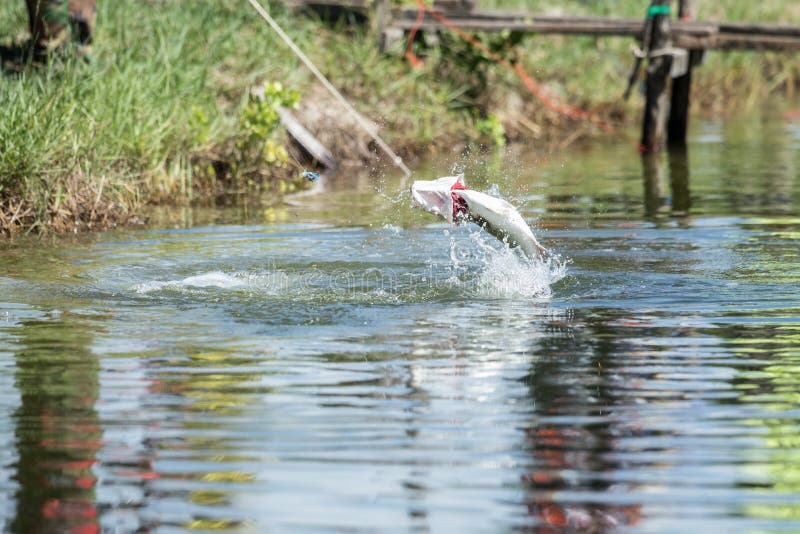 Explosive Strikes on Lures of the Barramundi Stock Photo - Image of ...