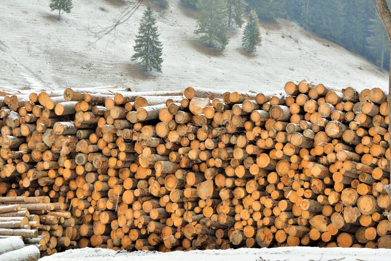 Explotación De Madera De La Ramificación Foto de archivo - Imagen de ...