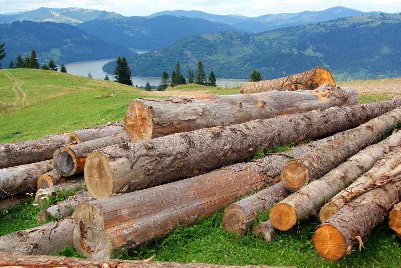 Explotación De Madera De La Ramificación Foto de archivo - Imagen de ...