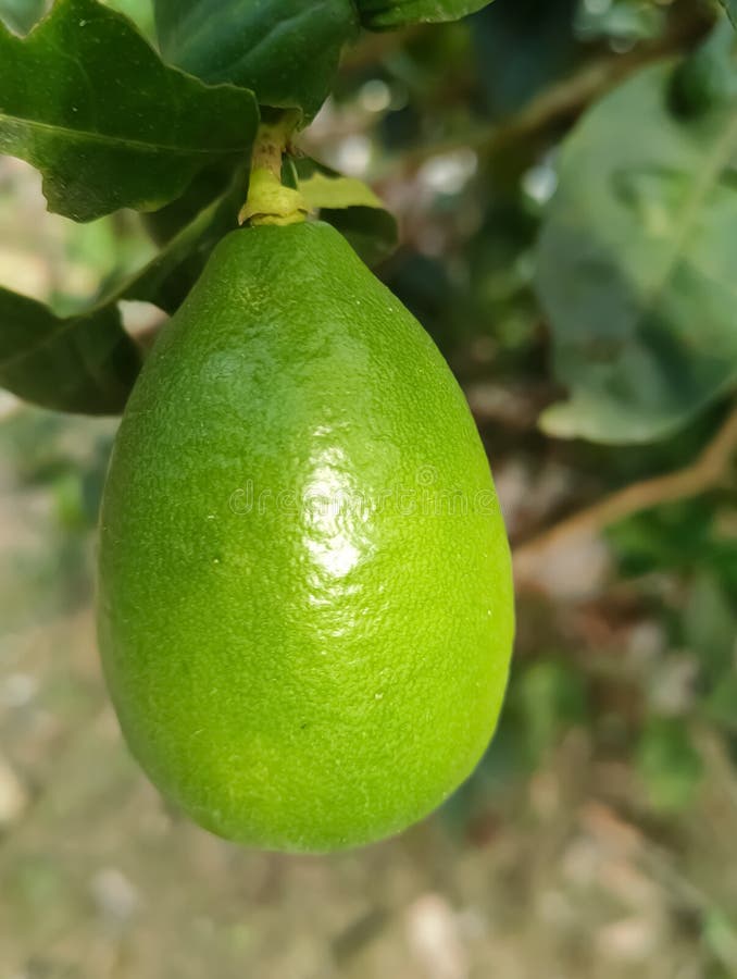 Nemu Stock Photos - Free & Royalty-Free Stock Photos from Dreamstime