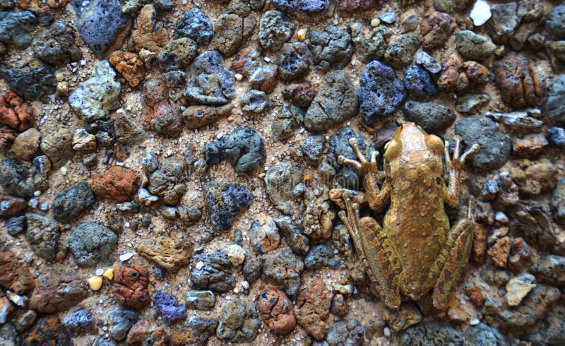 Exposed Aggregate Wall and Frog Stock Photo - Image of aggregate ...