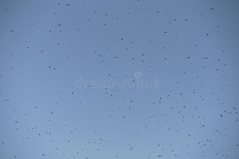 Exposed Blue Sky Full of Birds Flying Overhead Stock Image - Image of ...