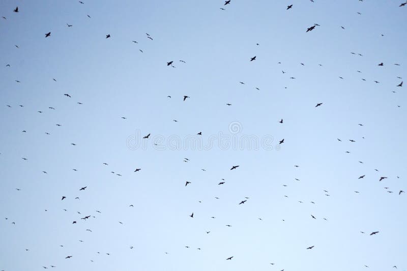 Exposed Blue Sky Full of Birds Flying Overhead Stock Image - Image of ...