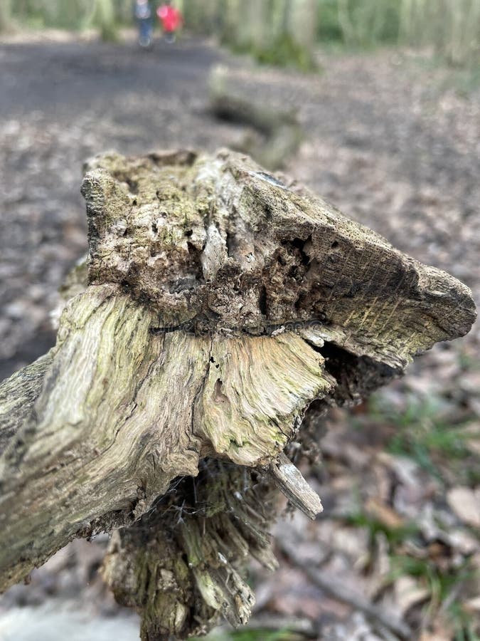 Exposed Core of a Broken Tree Stock Image - Image of stump, nature ...