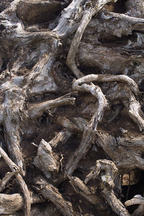 Exposed fallen tree roots stock image. Image of australia - 117874111