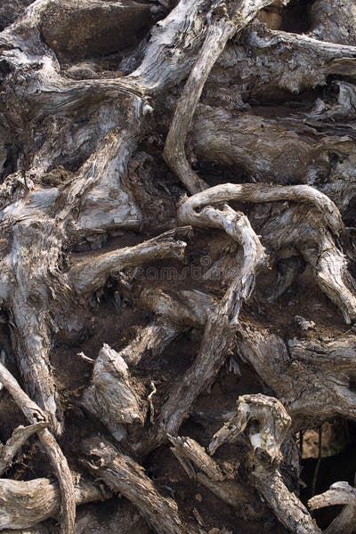 Exposed fallen tree roots stock image. Image of australia - 117874111