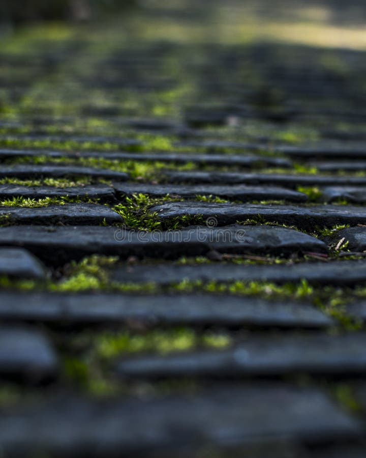 Moss Grows from a footpath stock image. Image of lower - 111295771