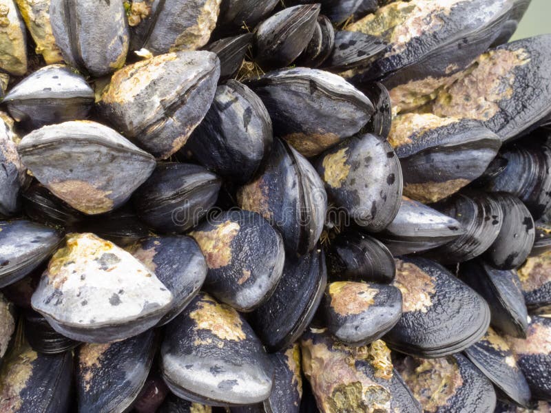 Exposed Mussels on a Rock at Low Tide Stock Image - Image of aquatic ...