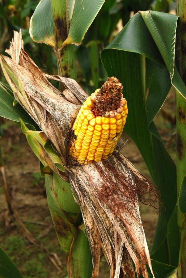 Exposed Peeled Back Corn on a Stalk Stock Image - Image of green, grow ...