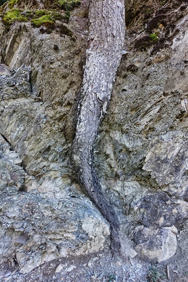 Exposed Pine Tree Root Growing through Shale Rock Stock Photo - Image ...
