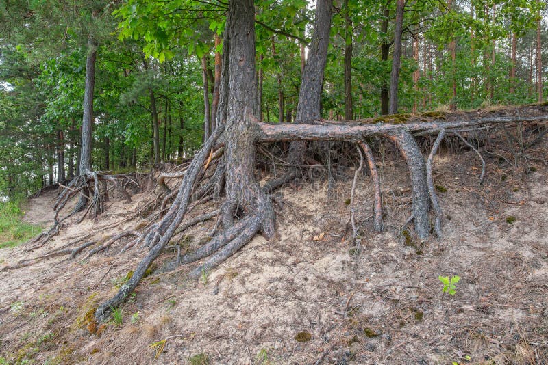 Exposed Pine Tree Roots. Amazing Forest Landscape Stock Image - Image ...
