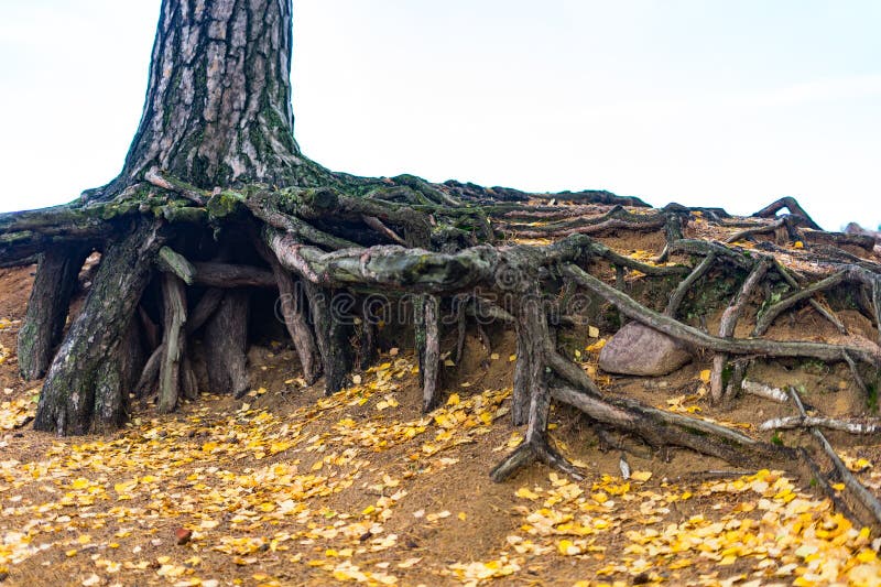 Exposed Pine Tree Roots and Yellow Leaves on the Ground in Autumn Stock ...
