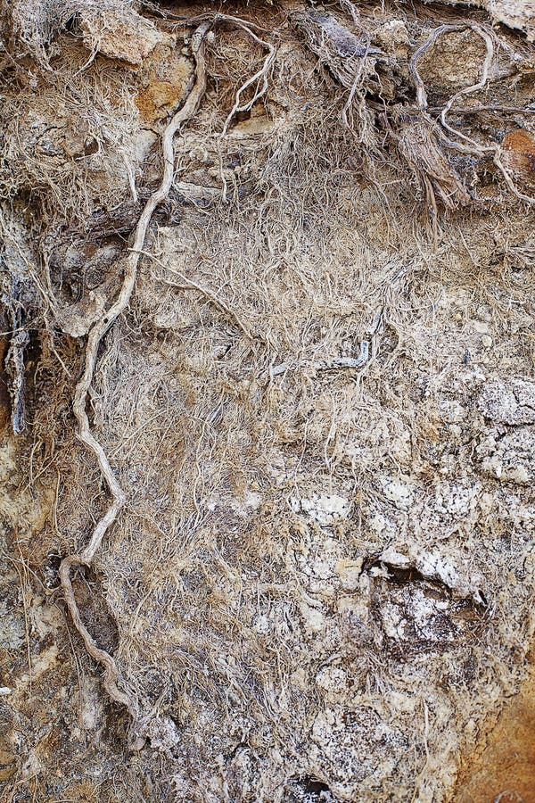 Exposed plant roots stock image. Image of plant, sandstone - 63247263