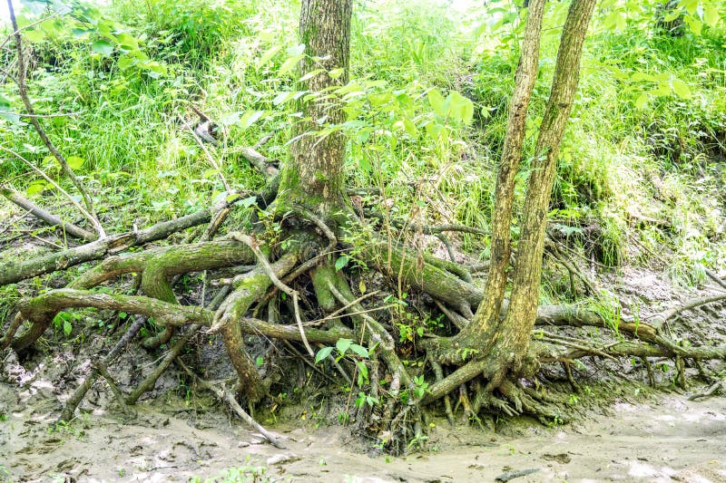 Exposed Root System of a Tree Next To a Sandy River Bank Where Soil Has ...