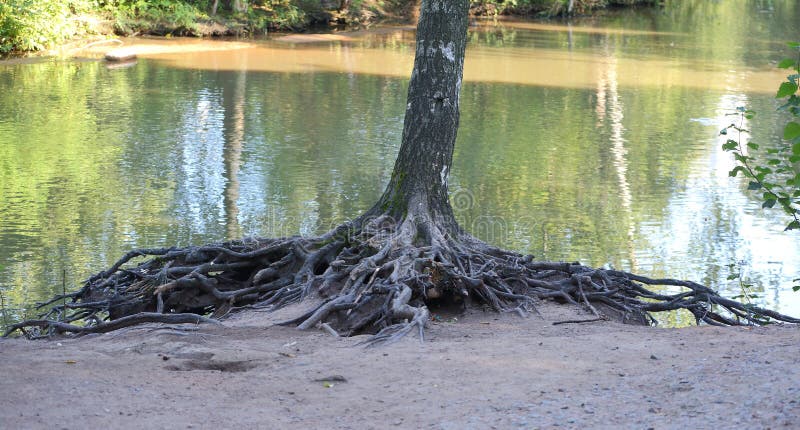 Exposed Root System of a Tree on the River Bank Stock Image - Image of ...