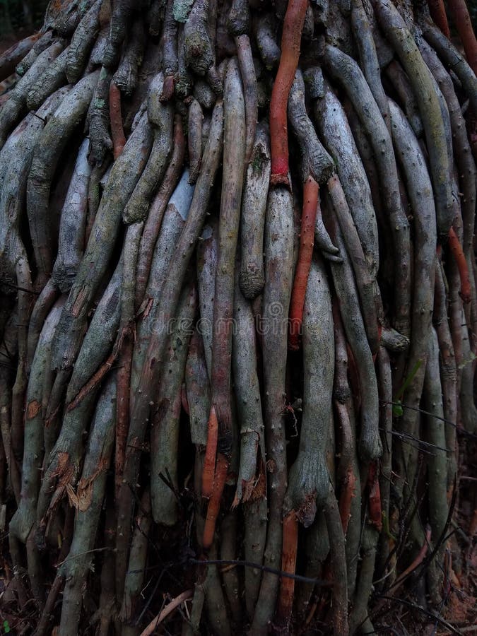 Exposed Roots of Areca Palm Tree, Close-up View Stock Photo - Image of ... Exposed Roots of Areca Palm Tree, Close-up View Stock Photo - Image of ...